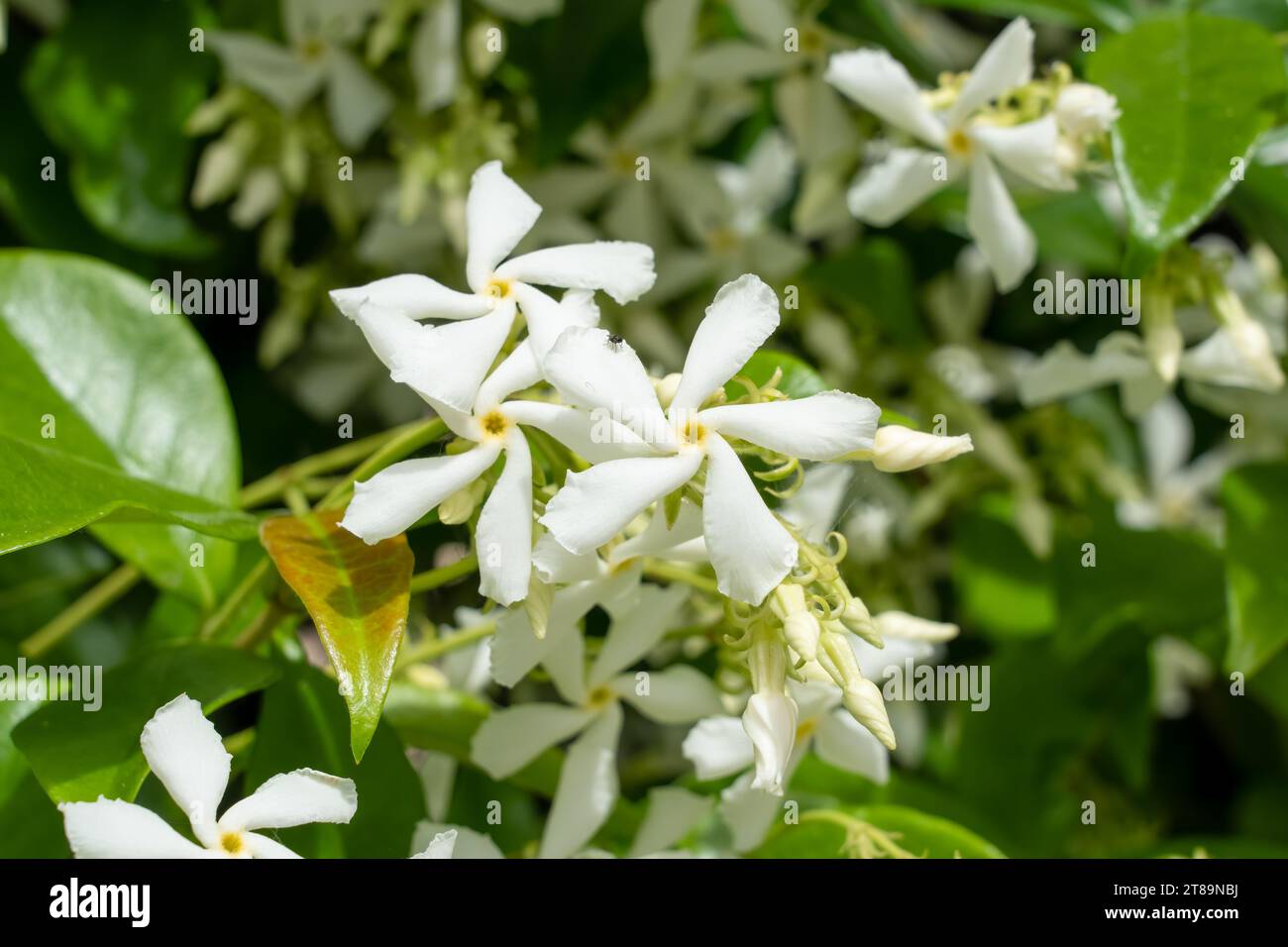 Confederate Jasmine Bees _ Does Jasmine Attract Bees? A comprehensive ...