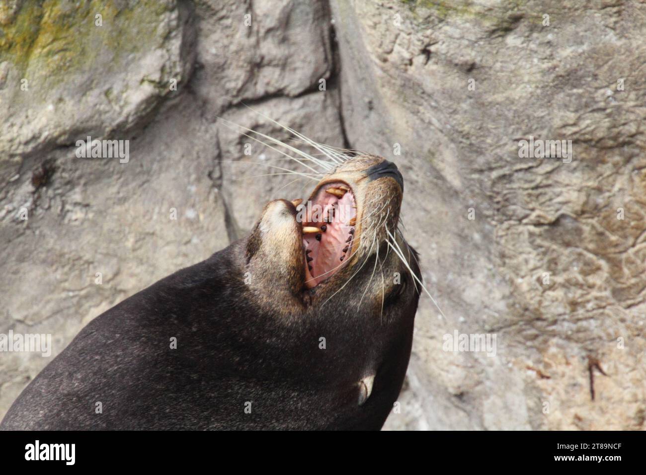 Coastal eared seal native to western north america hi-res stock ...