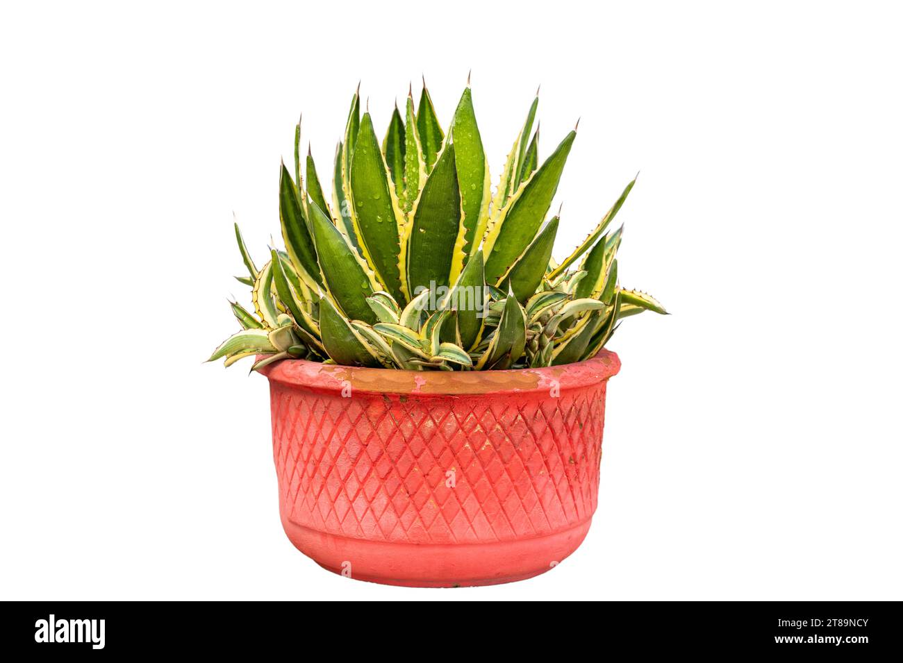 Agave americana commonly known as the century plant, maguey, or ...