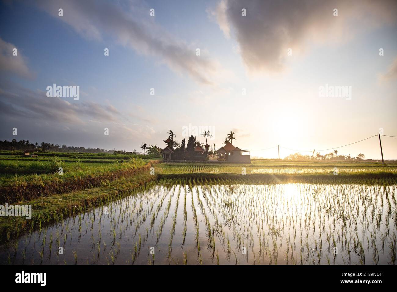 Great fresh rice terraces with water in the morning. View over fish ...