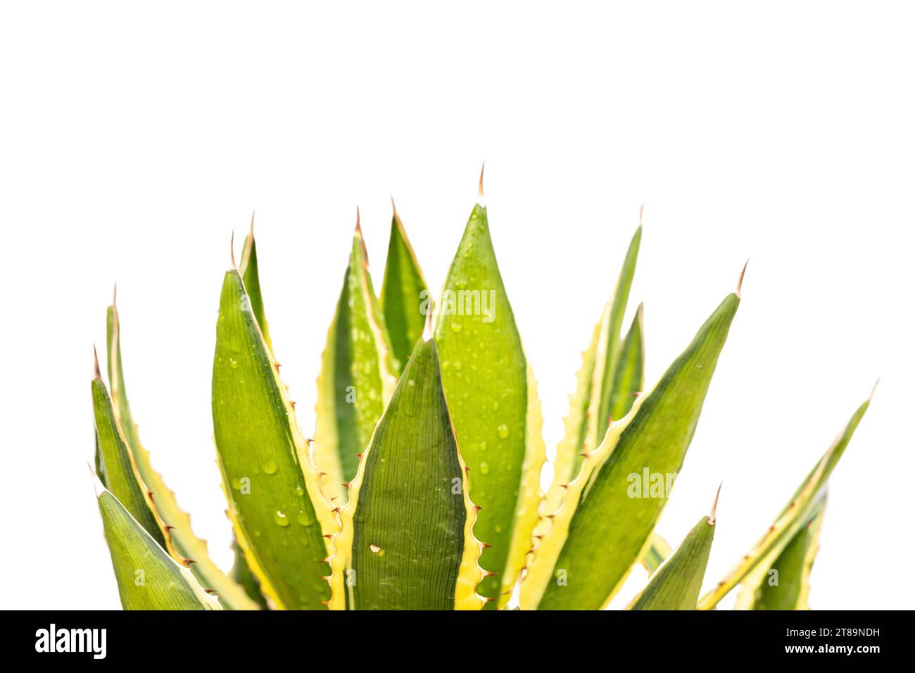 American agave or Agave americana yellow striped leaves closeup Stock ...
