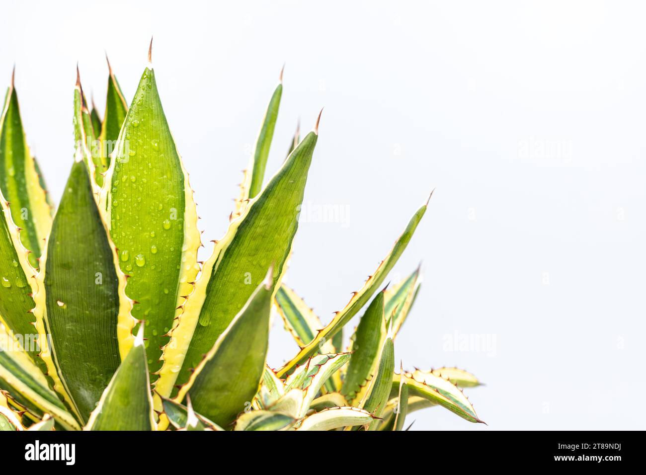 Agave americana with yellow edges leaves with copy space Stock Photo ...