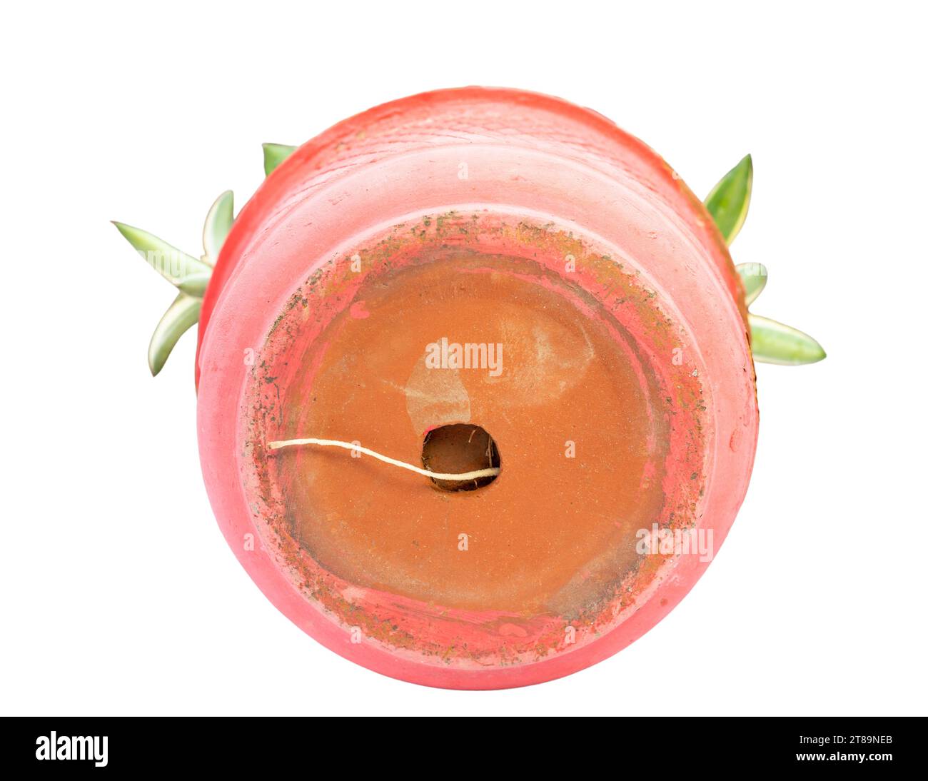 Swollen roots Cut Out Stock Images & Pictures - Alamy