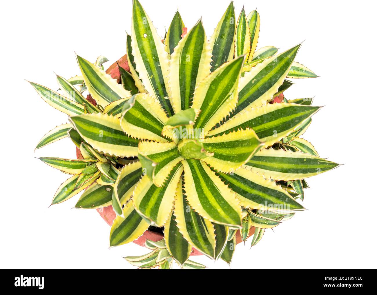 Agave americana ornamental plant top view isolated on white background ...