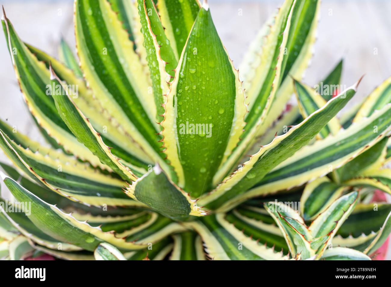 Agave green leaves with yellow edges closeup view Stock Photo - Alamy