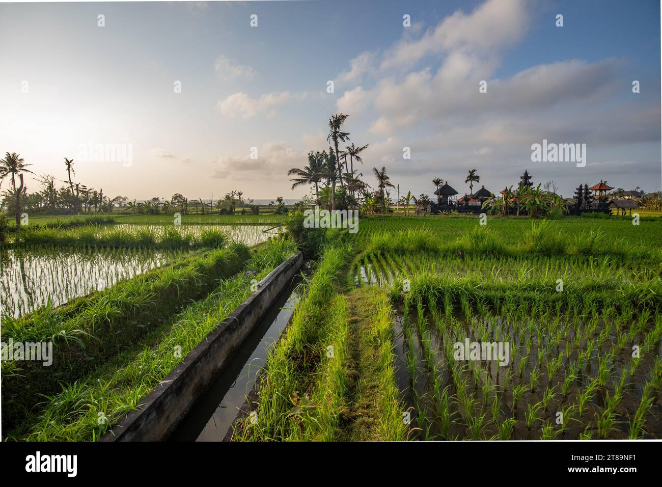 Rice field and scooter hi-res stock photography and images - Alamy
