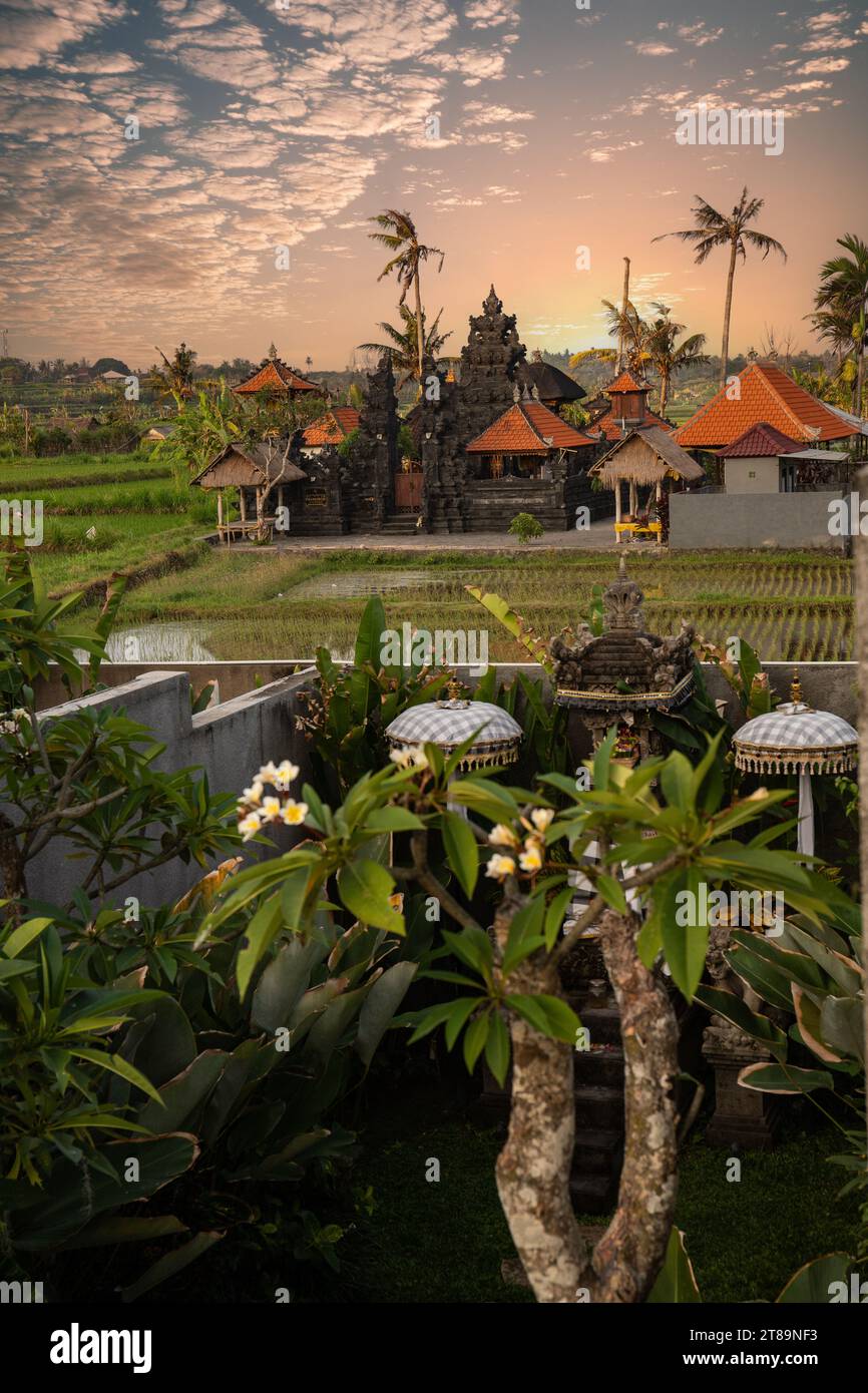 Great fresh rice terraces with water in the morning. View over fish ...