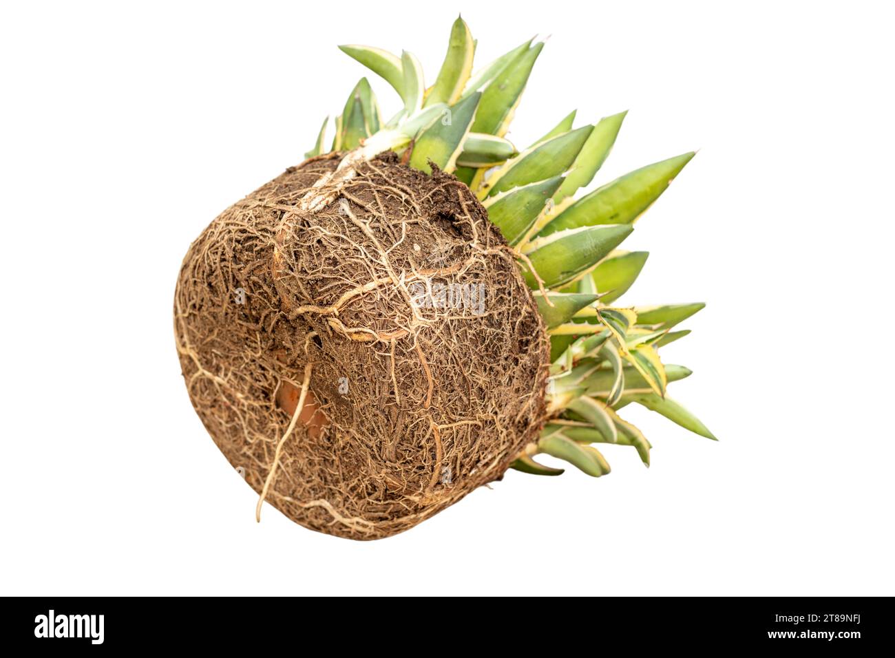 Root bound house plant with tight root ball isolated on white ...
