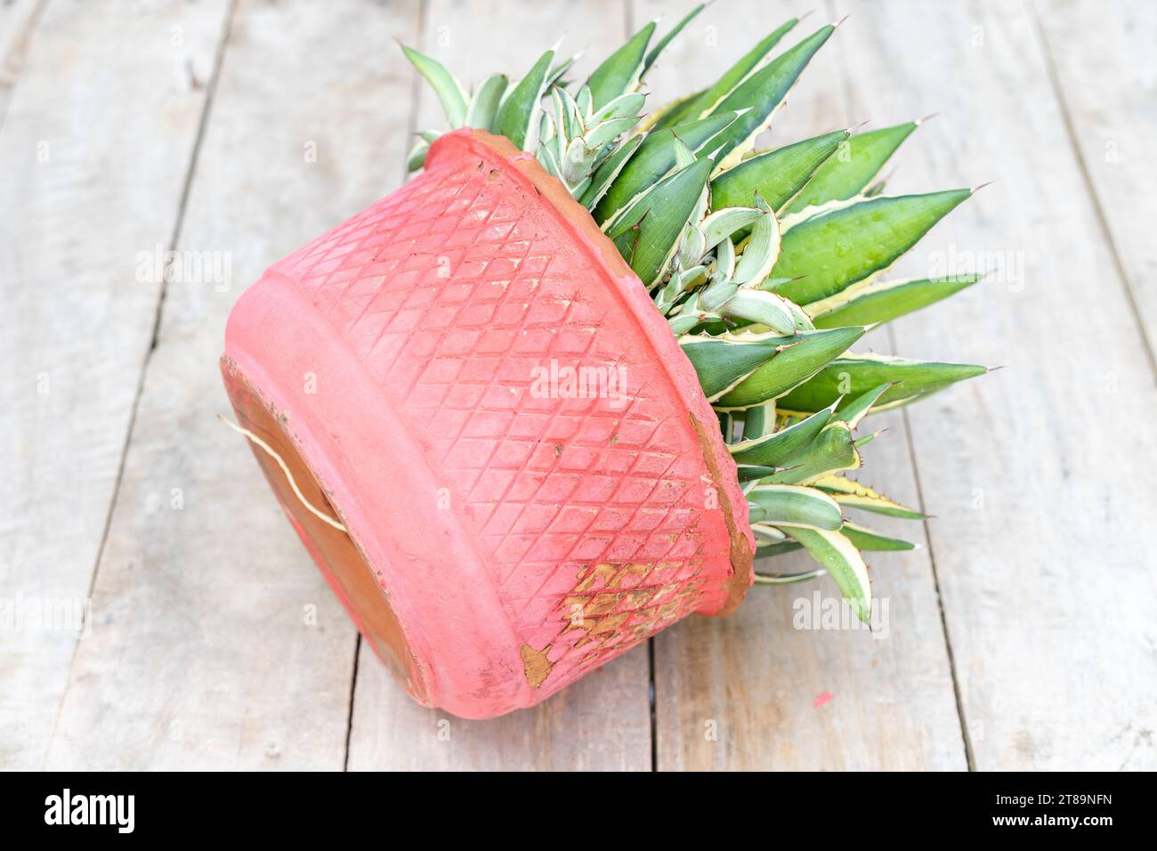 A rootbound agave plant closeup view Stock Photo - Alamy
