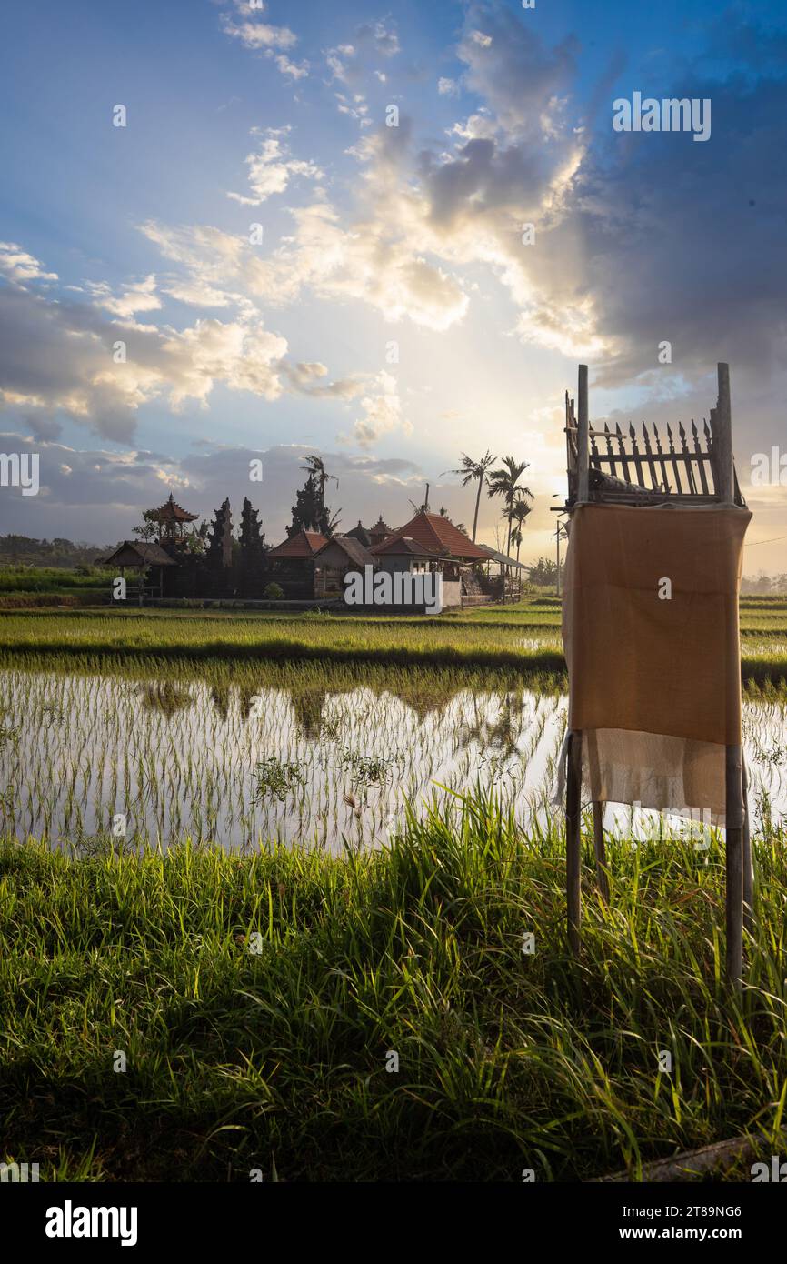Great fresh rice terraces with water in the morning hi-res stock ...