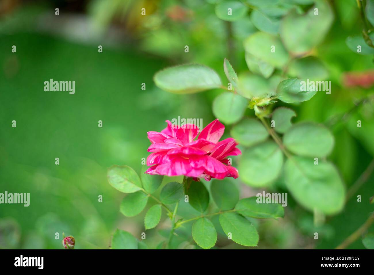The rose blooms in the morning sun in the beautiful garden Beautiful ...