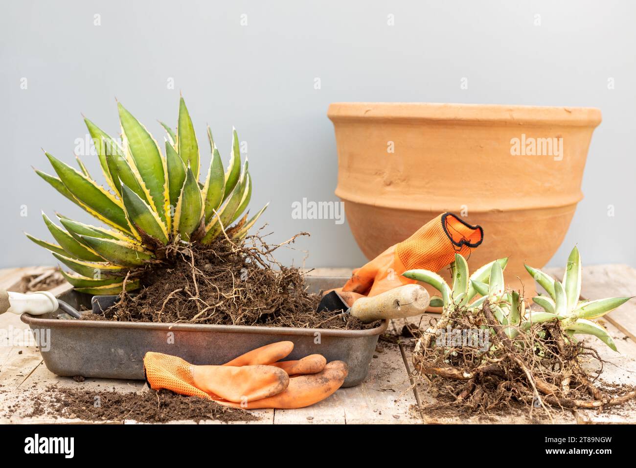Preparing transplantation of root bound plant into a new pot. Repotting ...