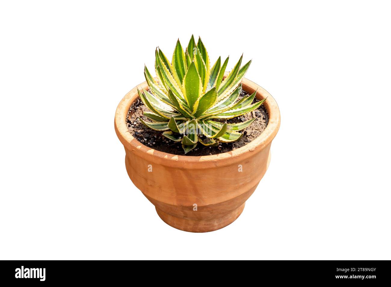 Agave americana plant in large clay pot isolated on white background ...