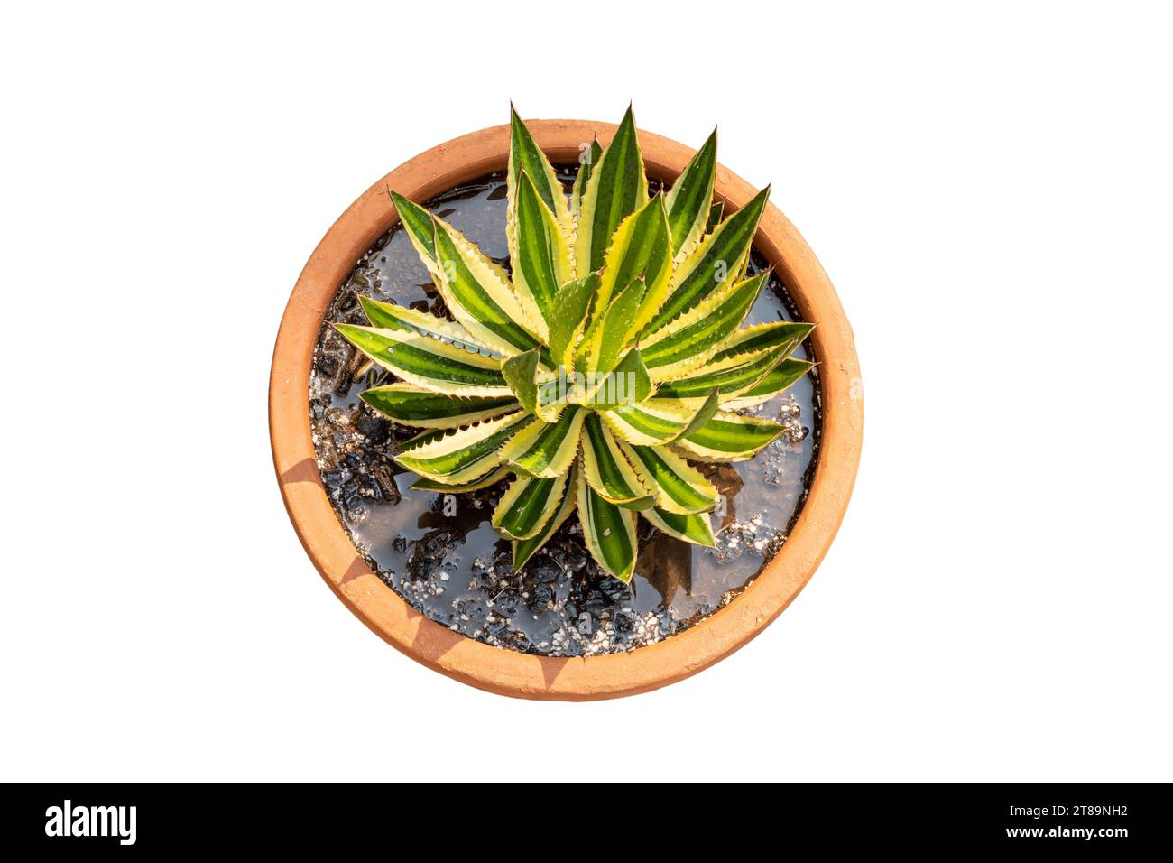 Top view of an Agave americana plant in a clay pot on white isolated ...