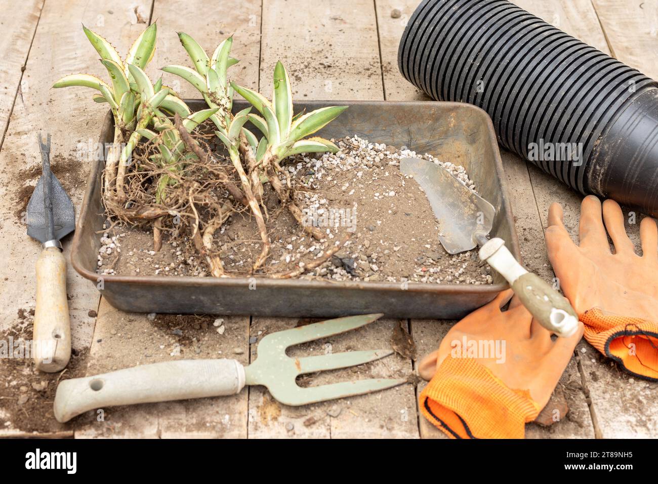 Repotting agave plant pups into new pots. Root division propagation ...