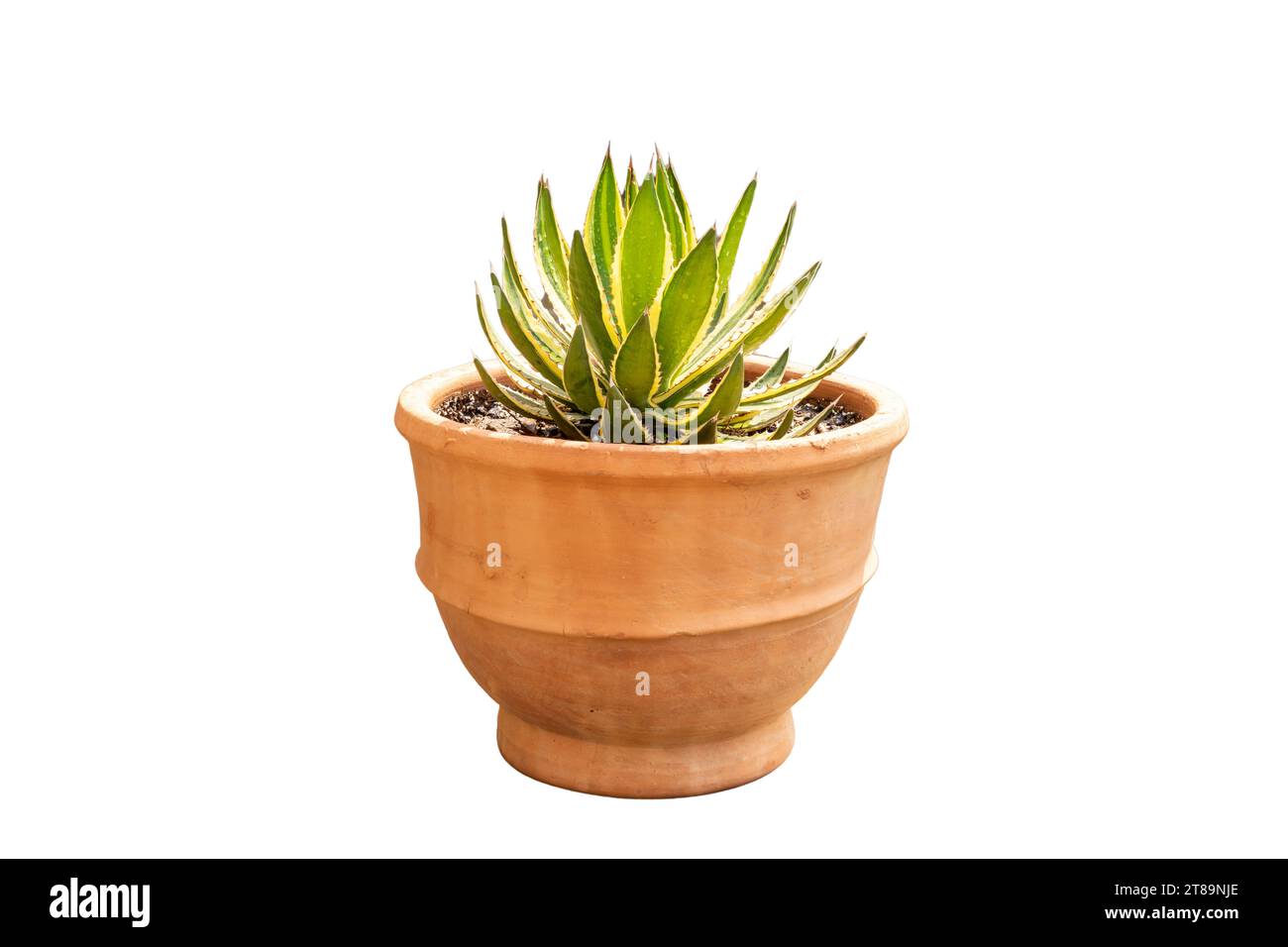 Agave americana variegata Cut Out Stock Images & Pictures - Alamy