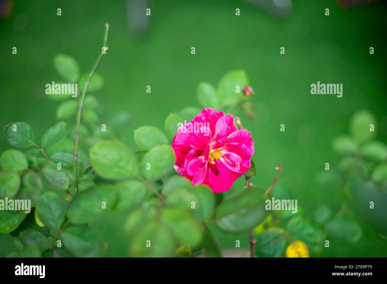 The rose blooms in the morning sun in the beautiful garden Beautiful ...