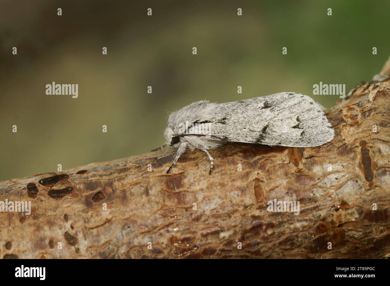 Natural closeup on the black and white colored miller owlet moth ...