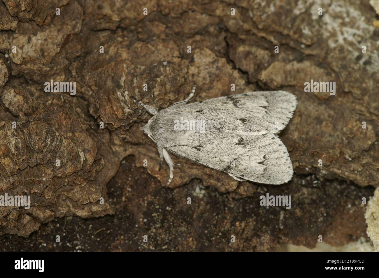 Natural dorsal closeup on the black and white colored miller owlet moth ...