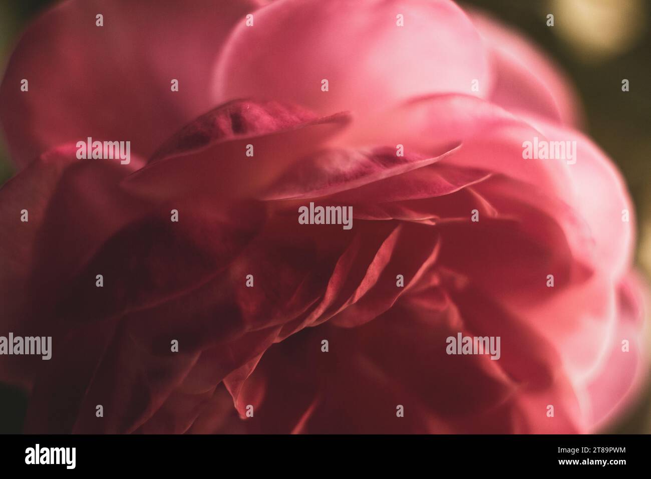 The rose blooms in the morning sun in the beautiful garden Beautiful ...