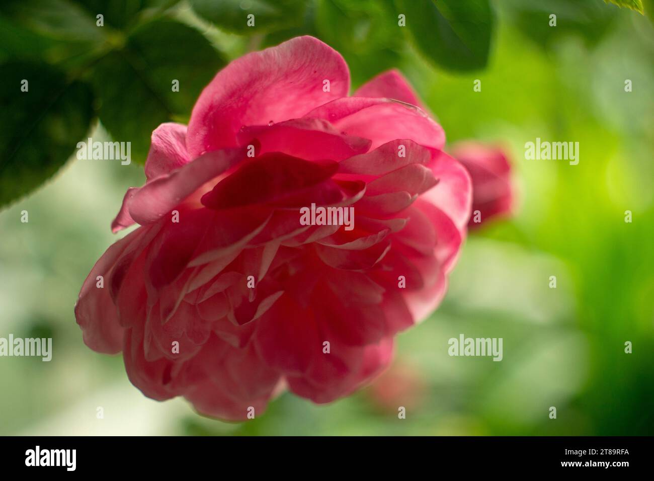 The rose blooms in the morning sun in the beautiful garden Beautiful ...