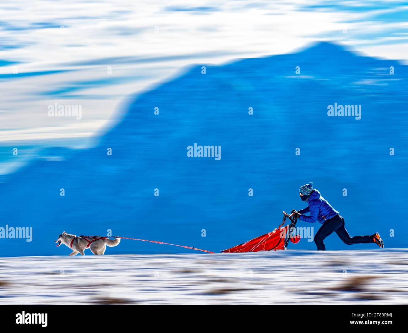 Sled dog scene in the italian alps Stock Photo - Alamy