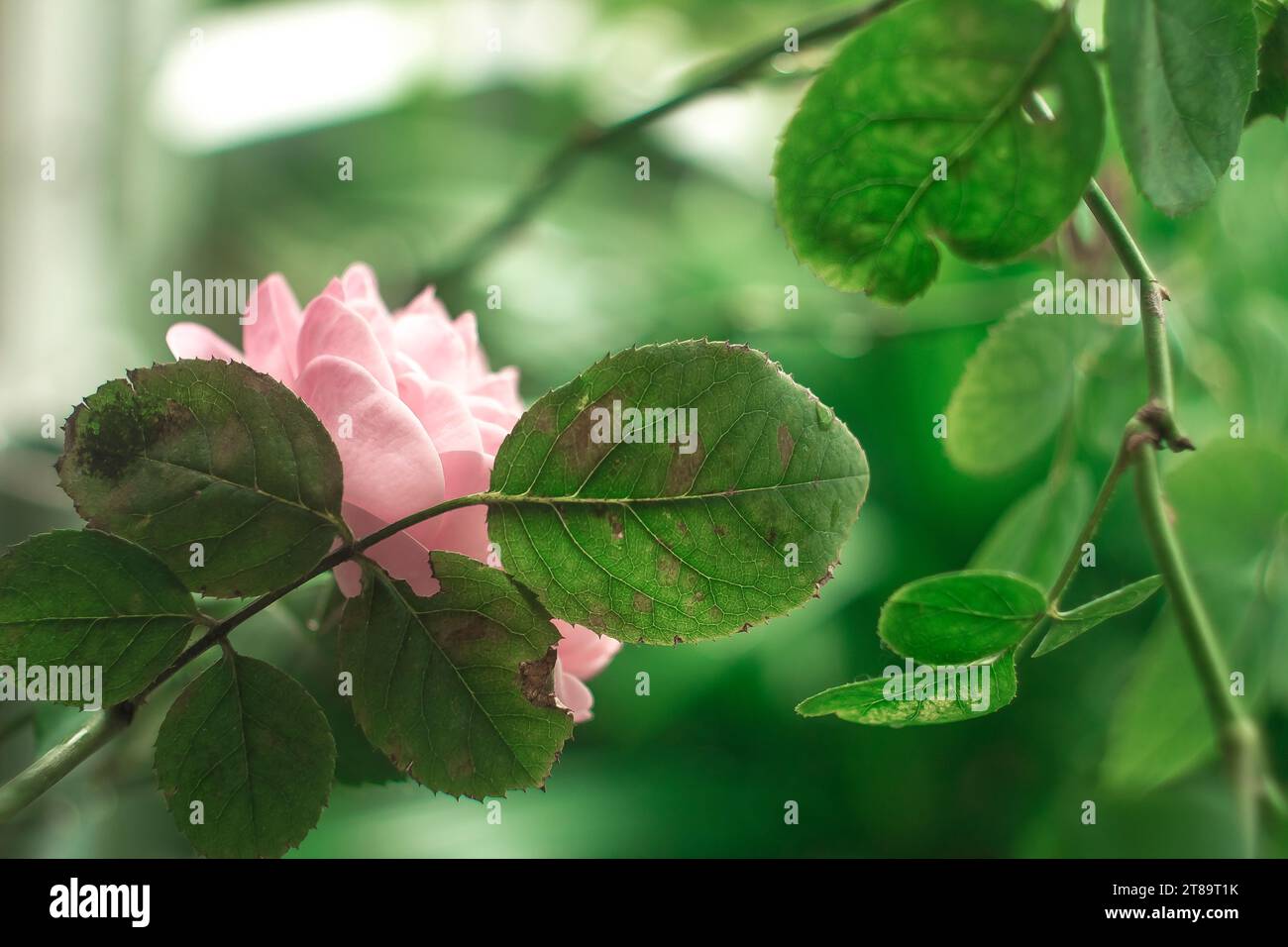 The rose blooms in the morning sun in the beautiful garden Beautiful ...