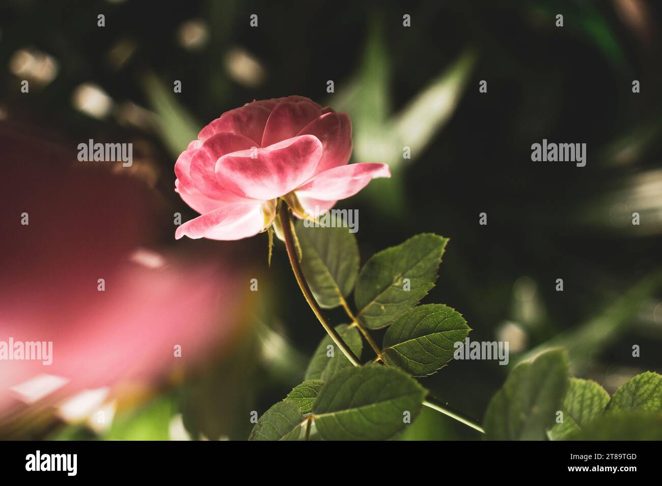 The rose blooms in the morning sun in the beautiful garden Beautiful ...