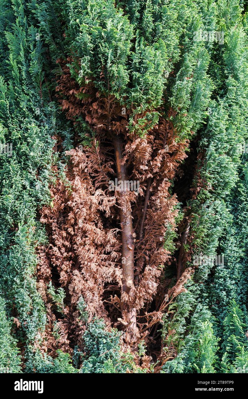 brown patch on a conifer Stock Photo - Alamy