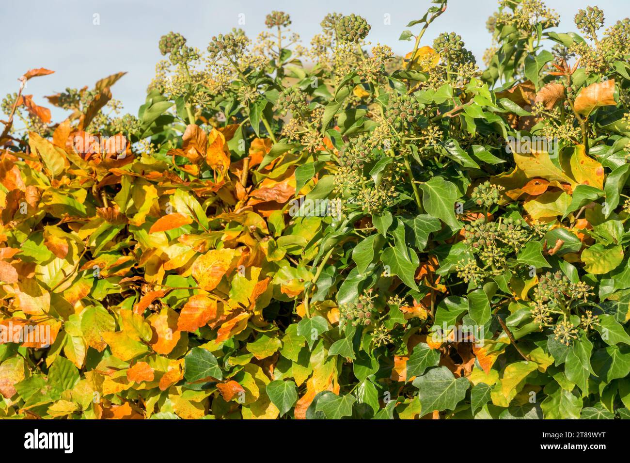 Fagus hedge uk autumn hi-res stock photography and images - Alamy