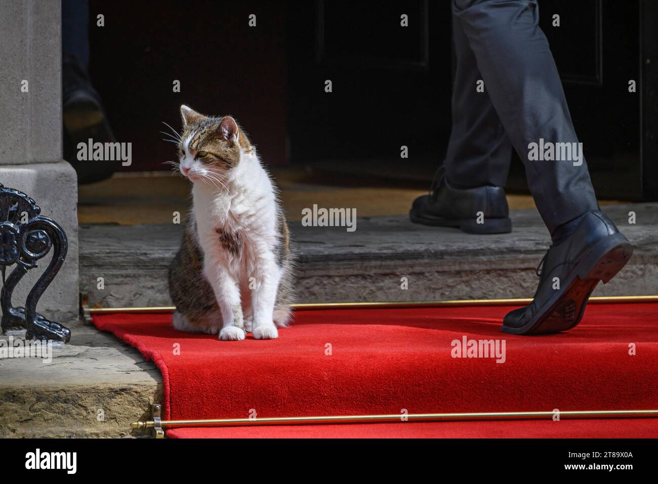 Larry the Cat - Chief Mouser to the Cabinet Office since 2011 - in ...