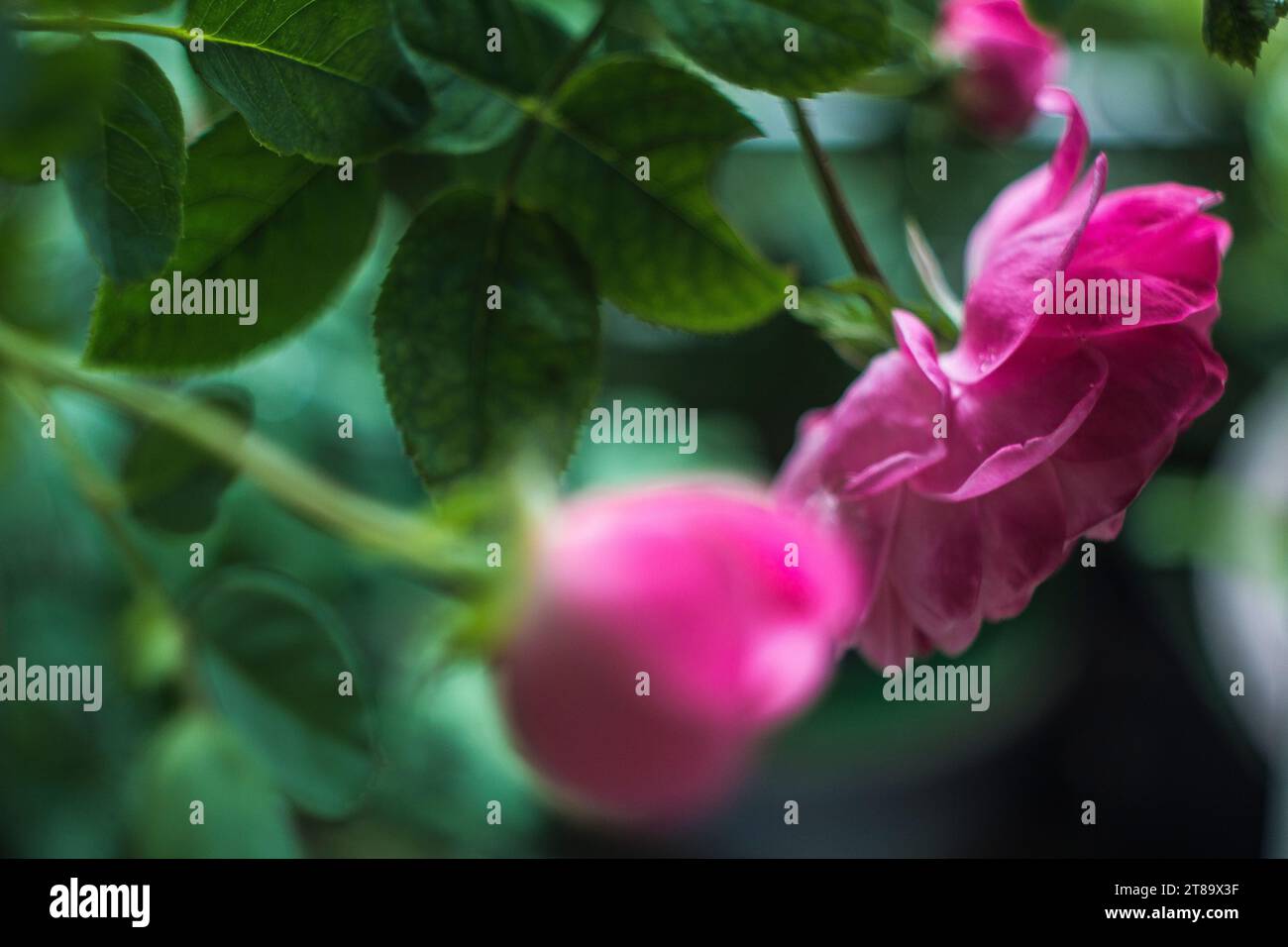 The rose blooms in the morning sun in the beautiful garden Beautiful ...