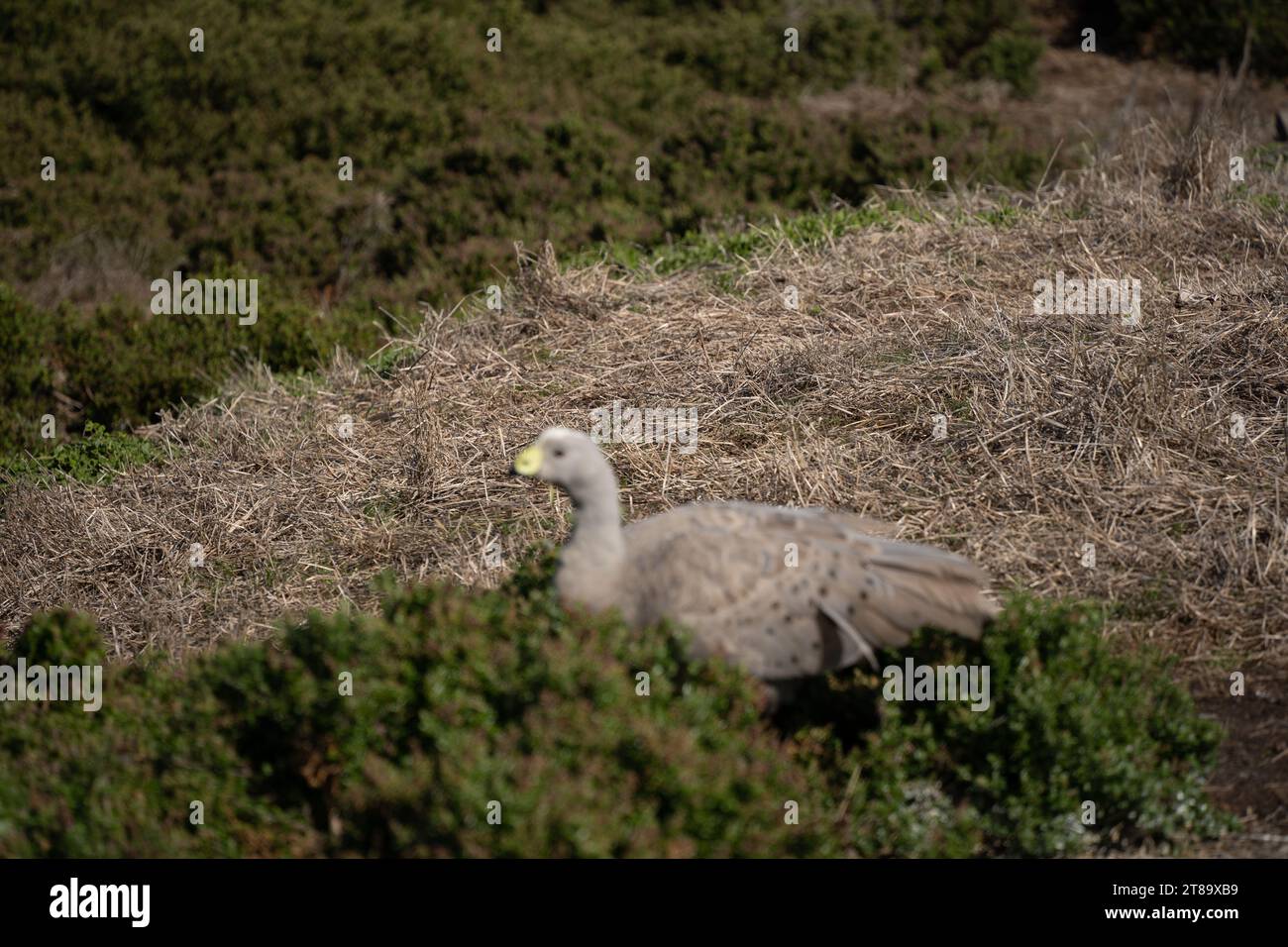 Phillip Island Bird Stock Photo - Alamy
