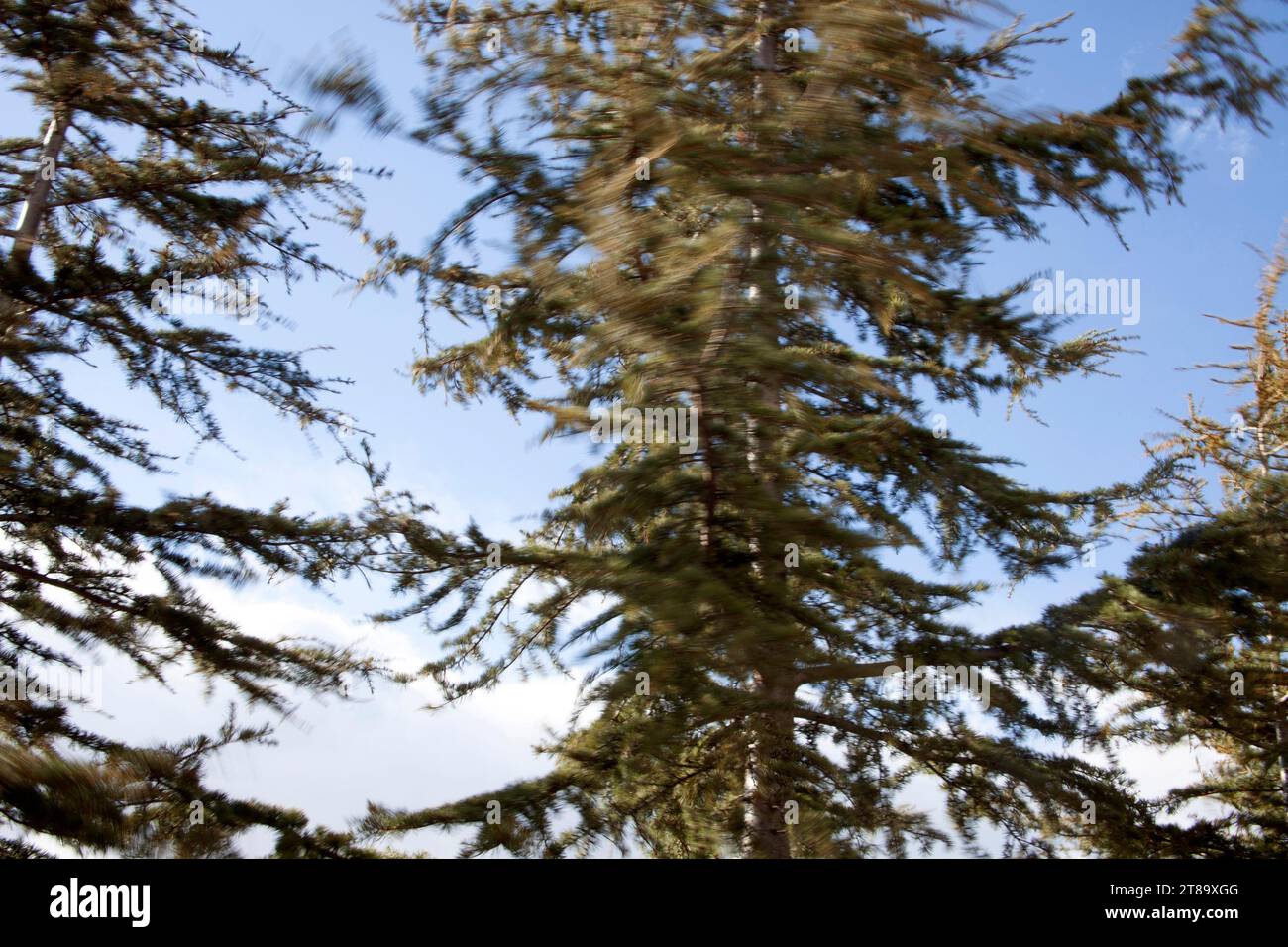 Pine tree swaying in wind hi-res stock photography and images - Alamy