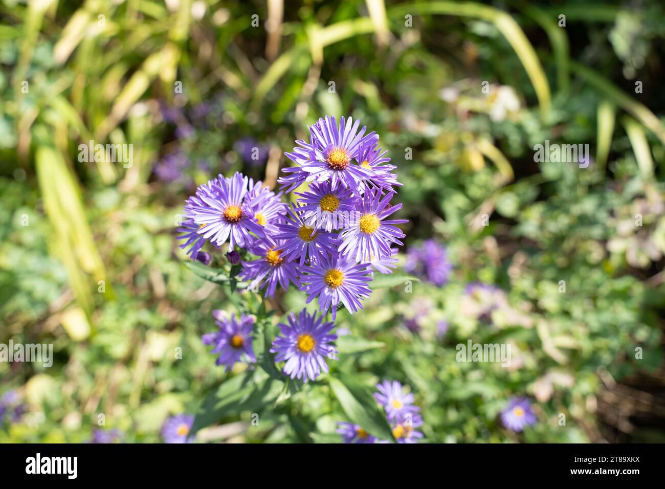 Australian flora hi-res stock photography and images - Alamy