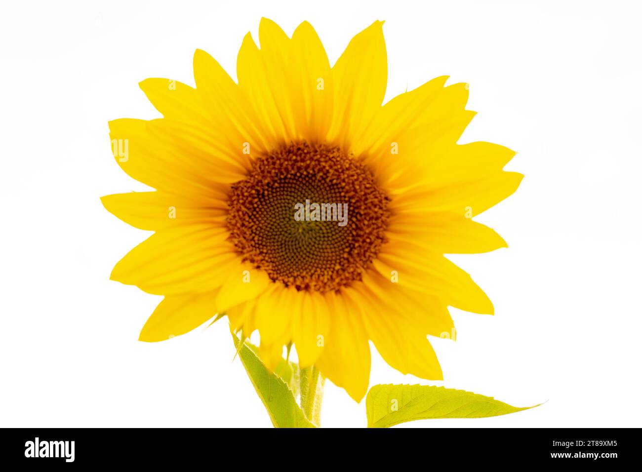 Australian flowers hi-res stock photography and images - Alamy