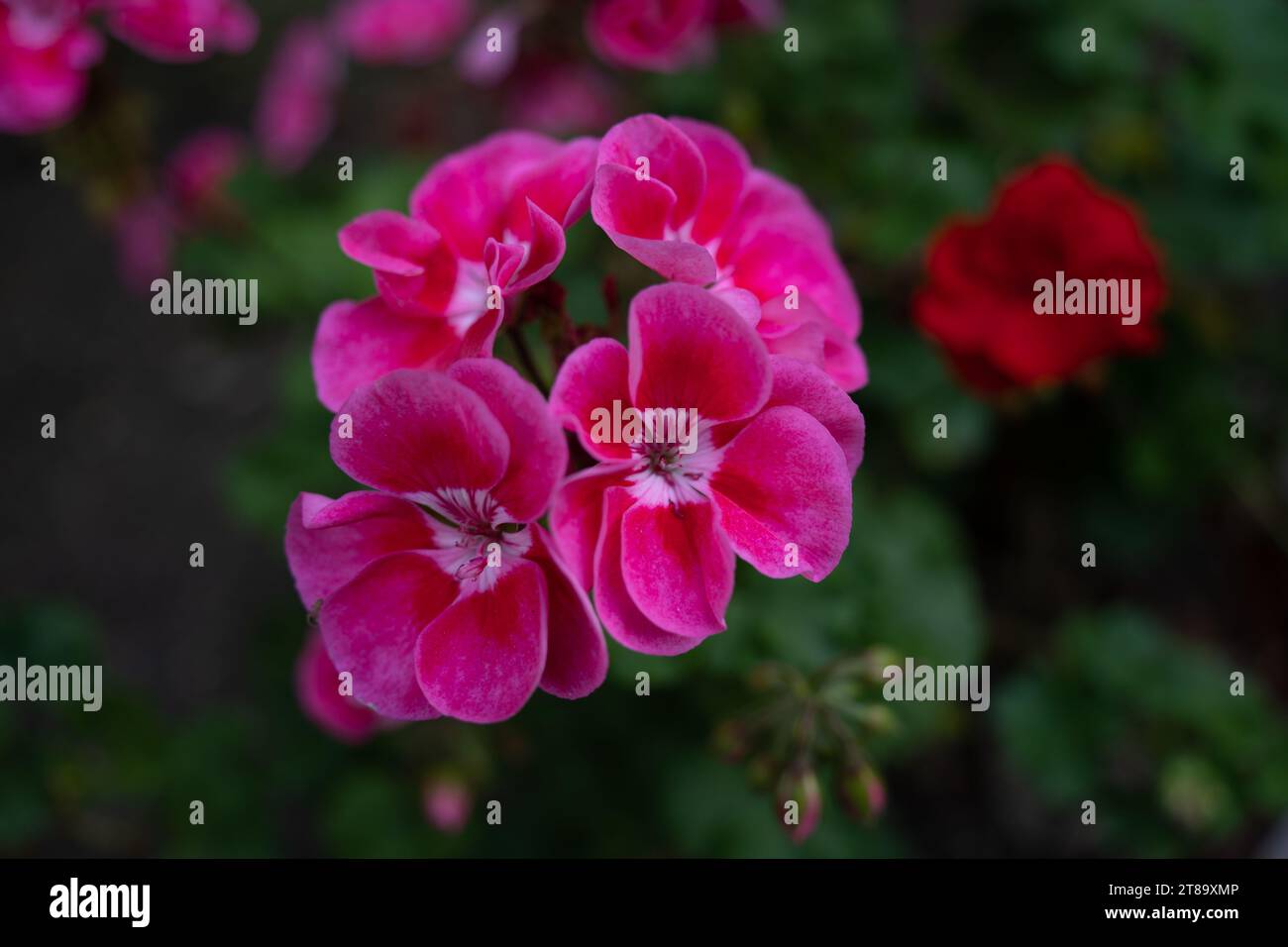 Australian flowers hi-res stock photography and images - Alamy