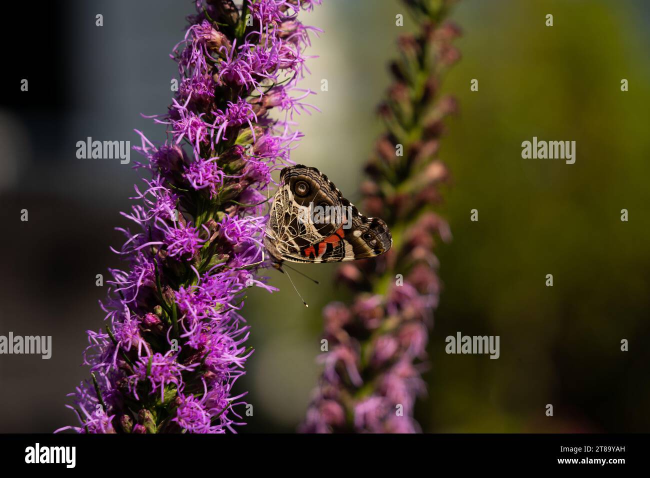 Spring Butterfly Stock Photo - Alamy