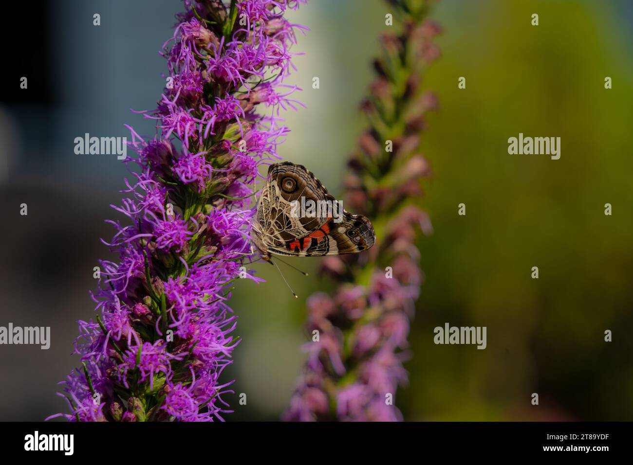Spring Butterfly Stock Photo - Alamy