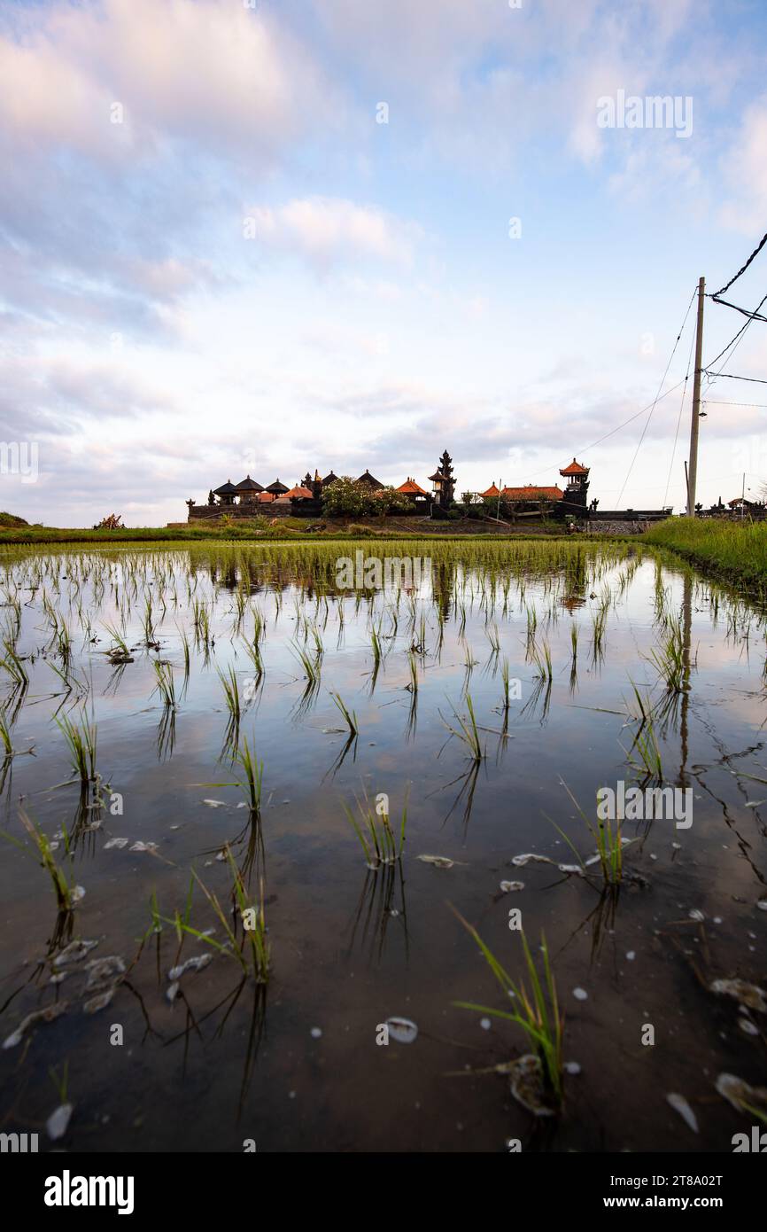 fresh rice terraces with water in the morning. View over fish green to ...