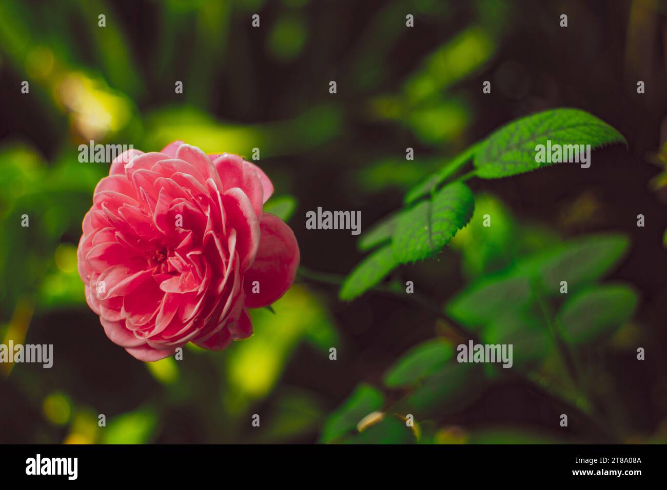 The rose blooms in the morning sun in the beautiful garden Beautiful ...