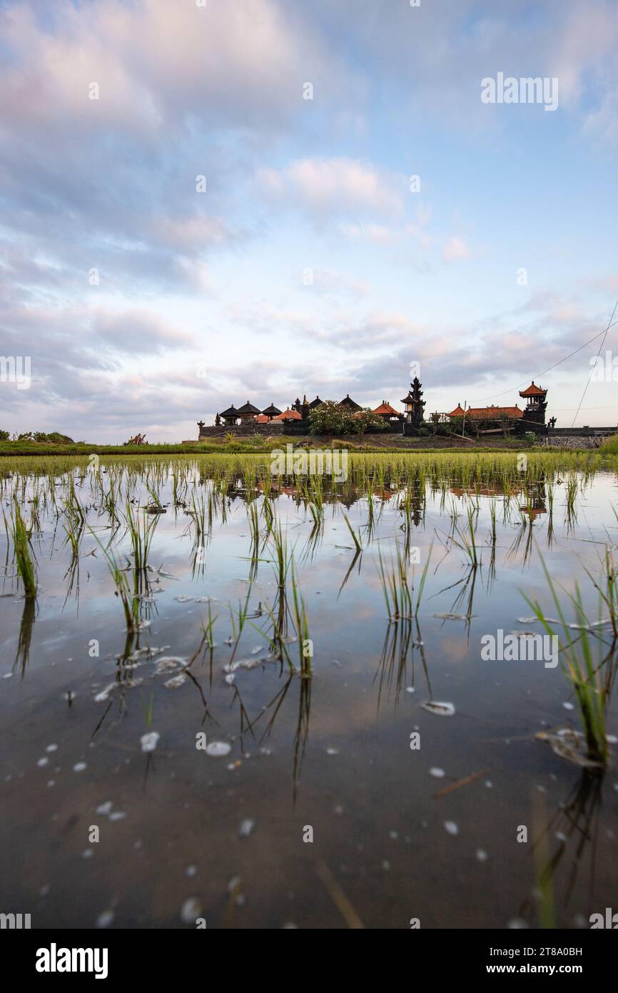 fresh rice terraces with water in the morning. View over fish green to ...