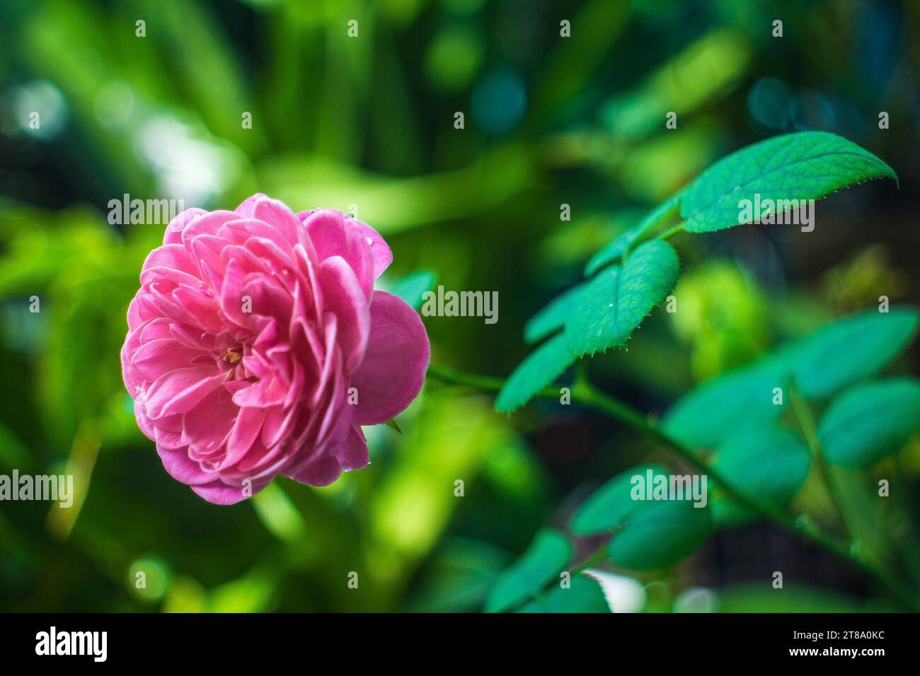 The rose blooms in the morning sun in the beautiful garden Beautiful ...