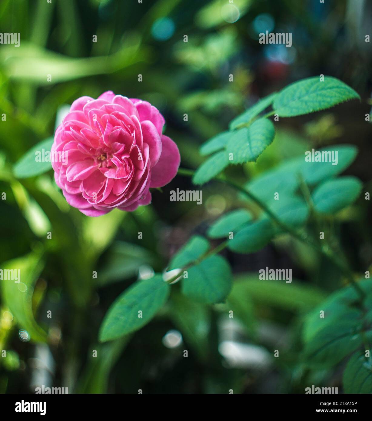 The rose blooms in the morning sun in the beautiful garden Beautiful ...