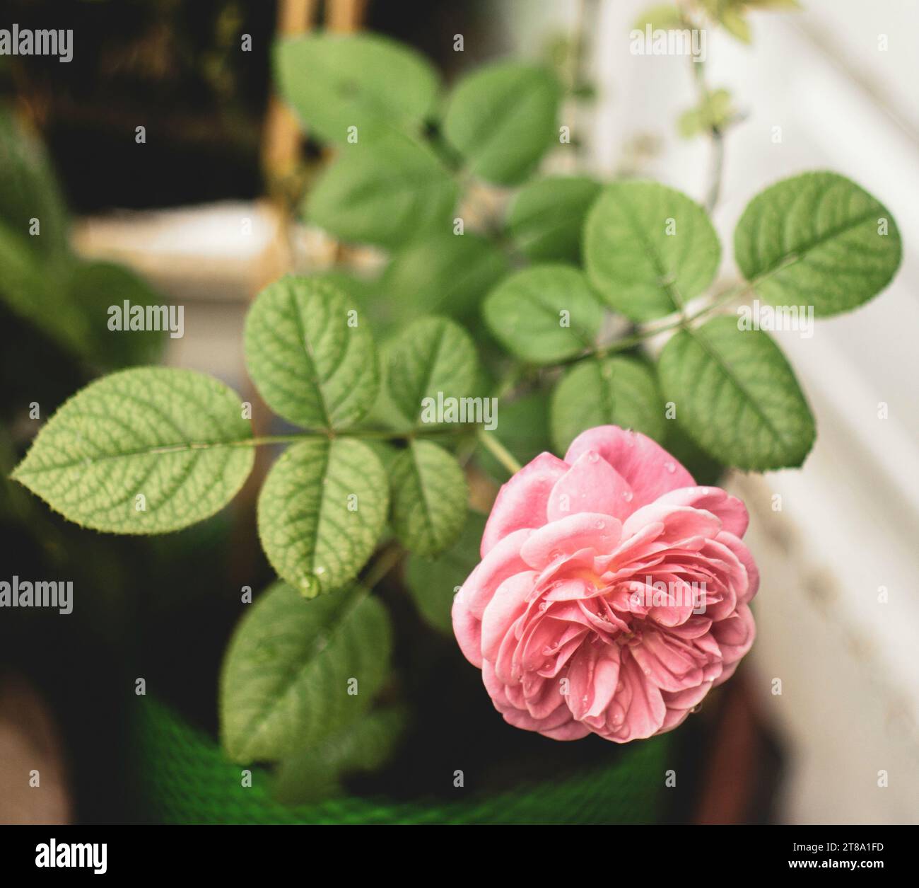 The rose blooms in the morning sun in the beautiful garden Beautiful ...