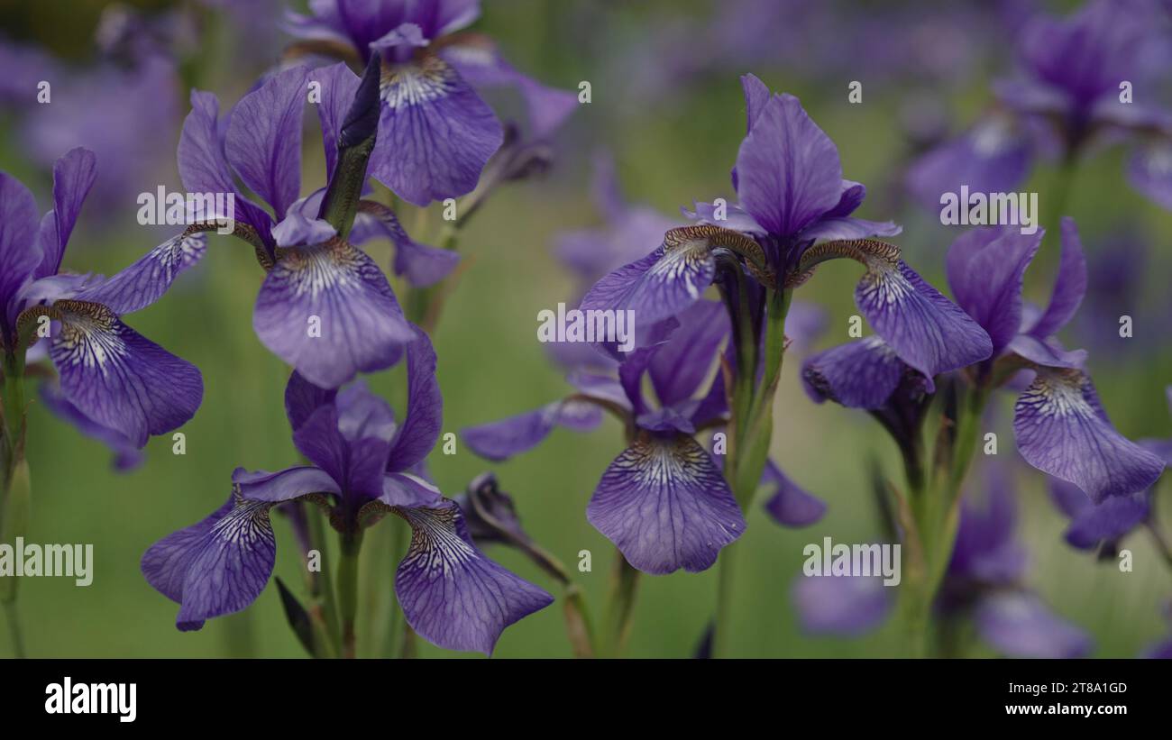 violet iris flowers in a garden closeup, wide photo Stock Photo - Alamy