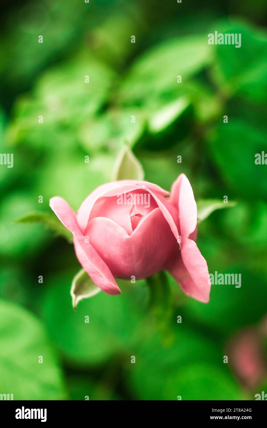 The rose blooms in the morning sun in the beautiful garden Beautiful ...