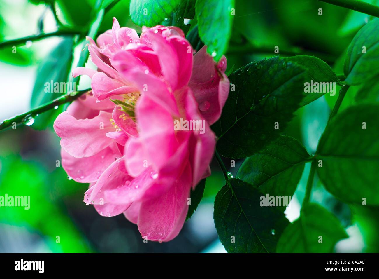 The rose blooms in the morning sun in the beautiful garden Beautiful ...