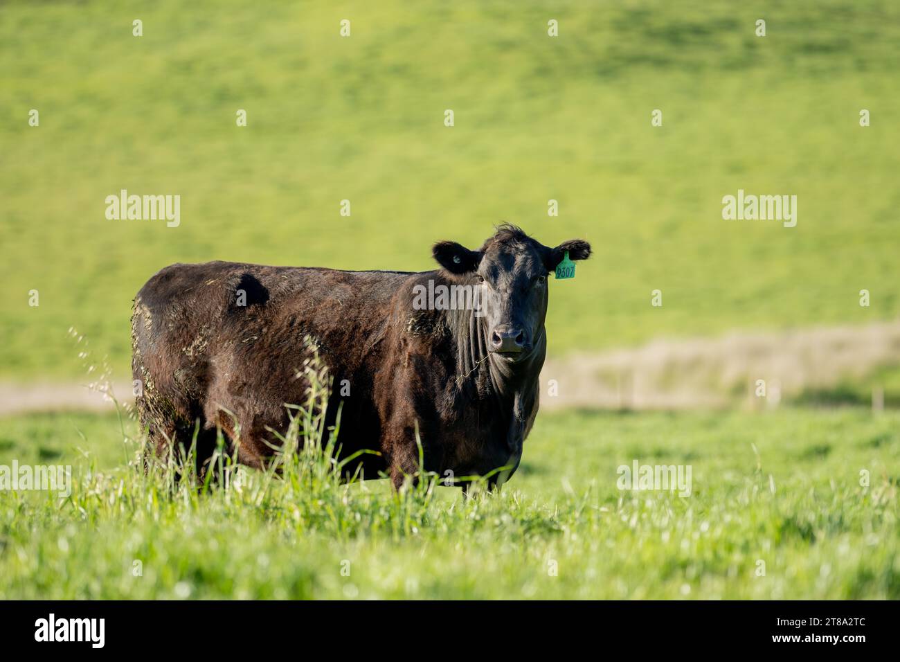 Australian wagyu cows grazing in a field on pasture. close up of a ...