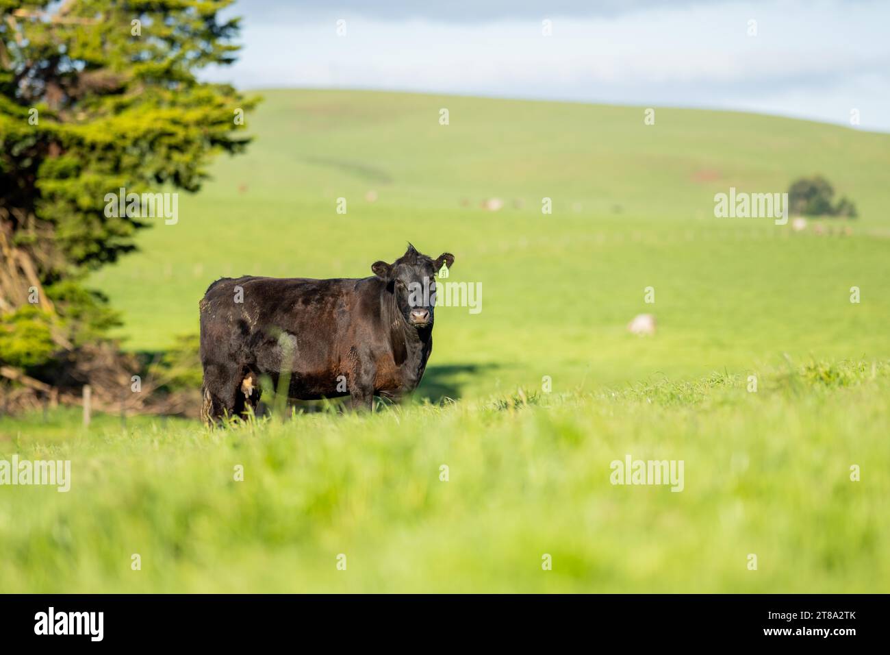 australian farming landscape in springtime with angus and murray grey ...